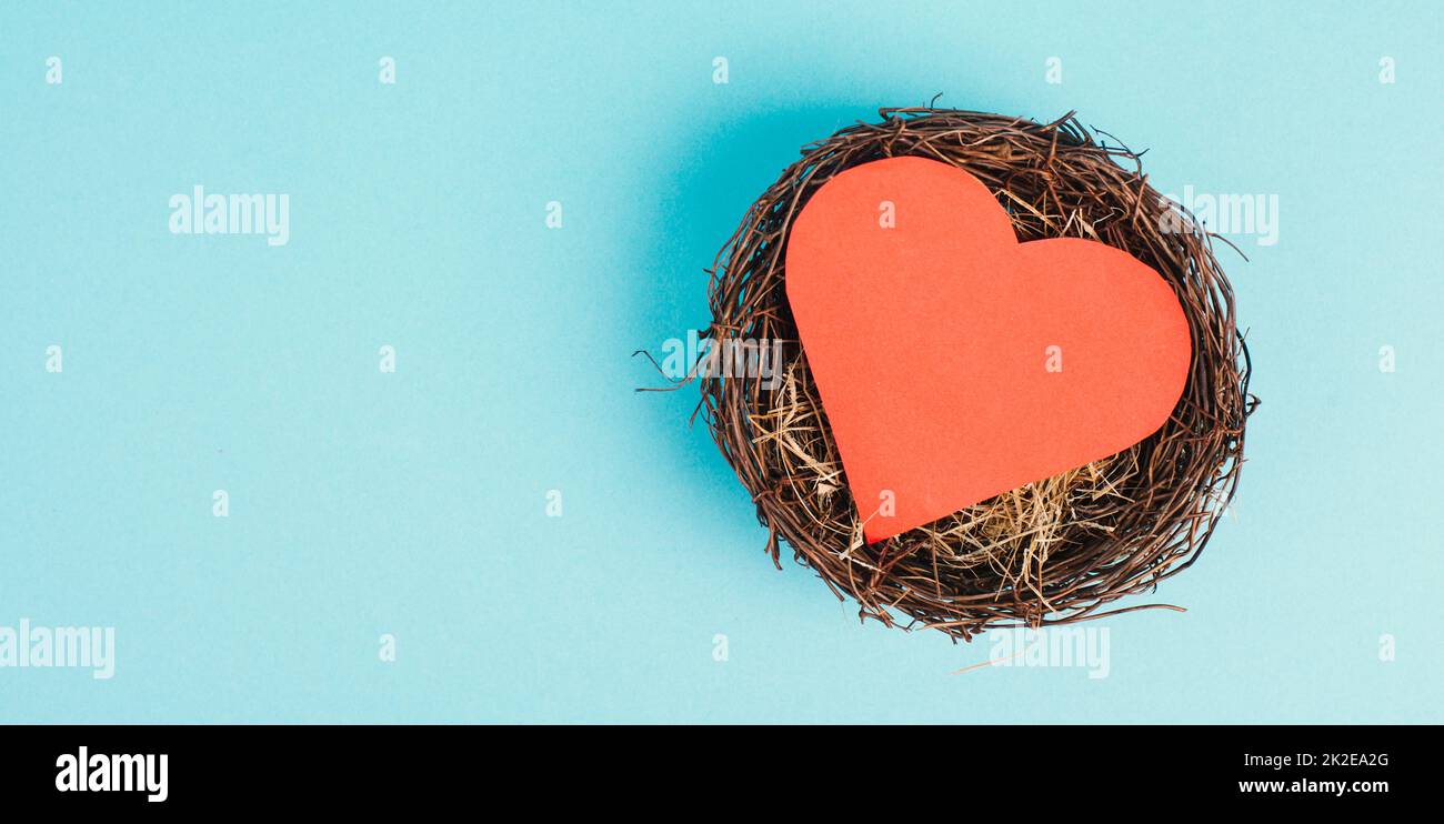 Red heart in a nest on a blue colored background, empty copy space for ...