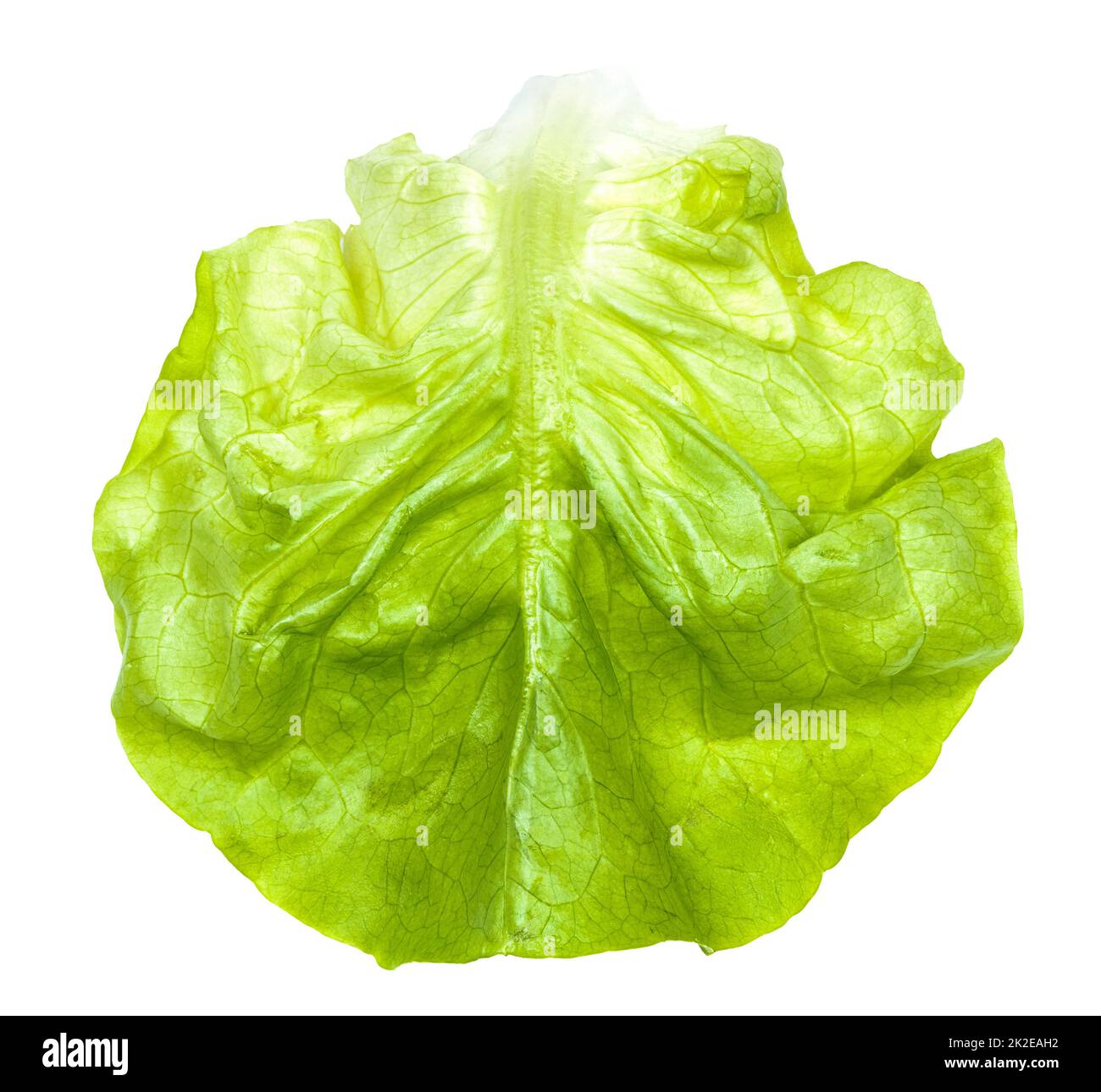 green leaf of boston round lettuce isolated Stock Photo - Alamy