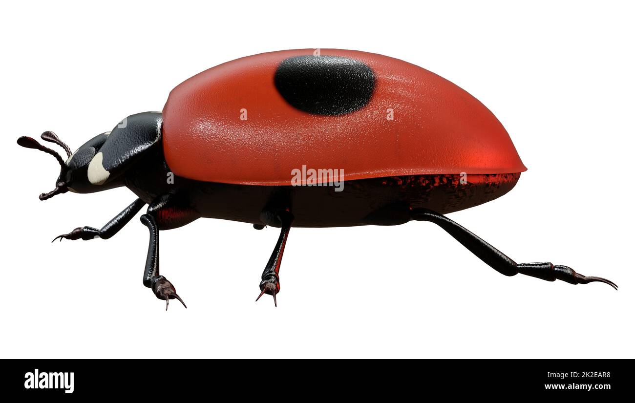 3D Rendering Ladybug on White Stock Photo - Alamy