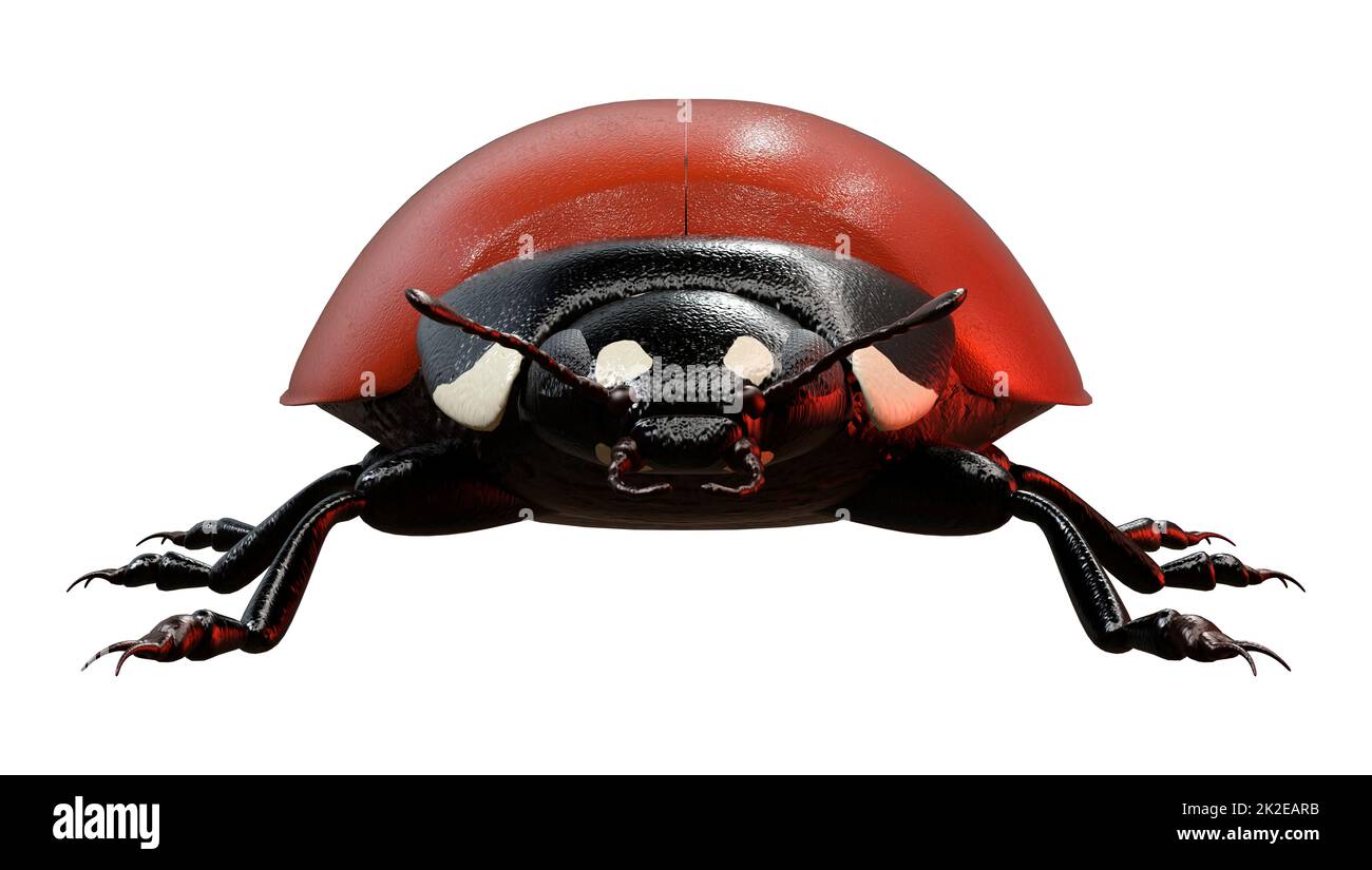 Small ladybug Cut Out Stock Images & Pictures - Alamy