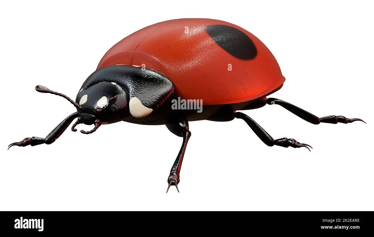 3D Rendering Ladybug on White Stock Photo - Alamy