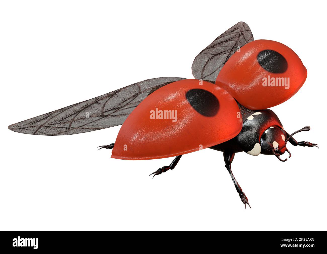 3D Rendering Ladybug on White Stock Photo - Alamy