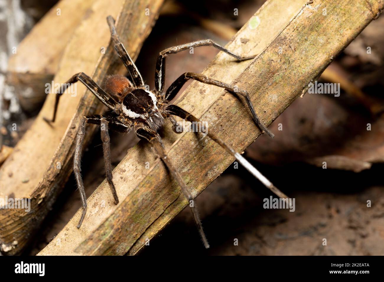 Fishing spider fishing hi-res stock photography and images - Alamy