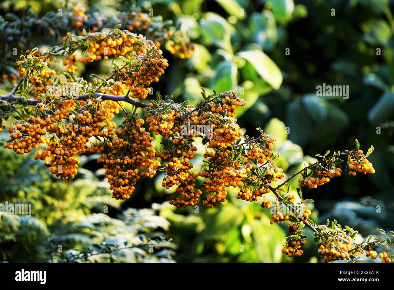 Sallow thorn - Hippophae rhamnoides Stock Photo - Alamy