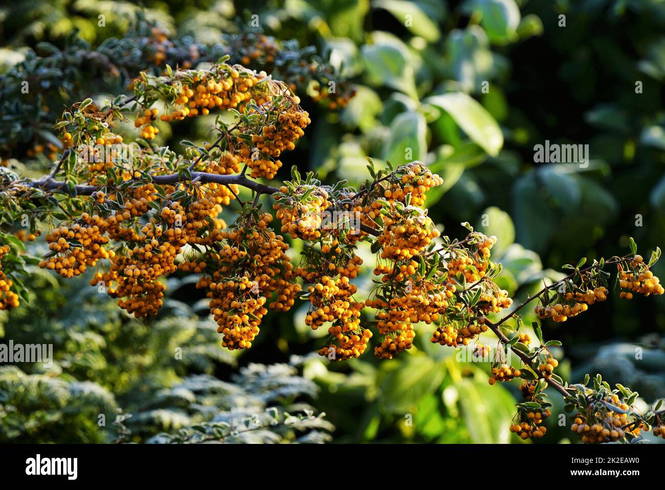 Sallow thorn - Hippophae rhamnoides Stock Photo - Alamy