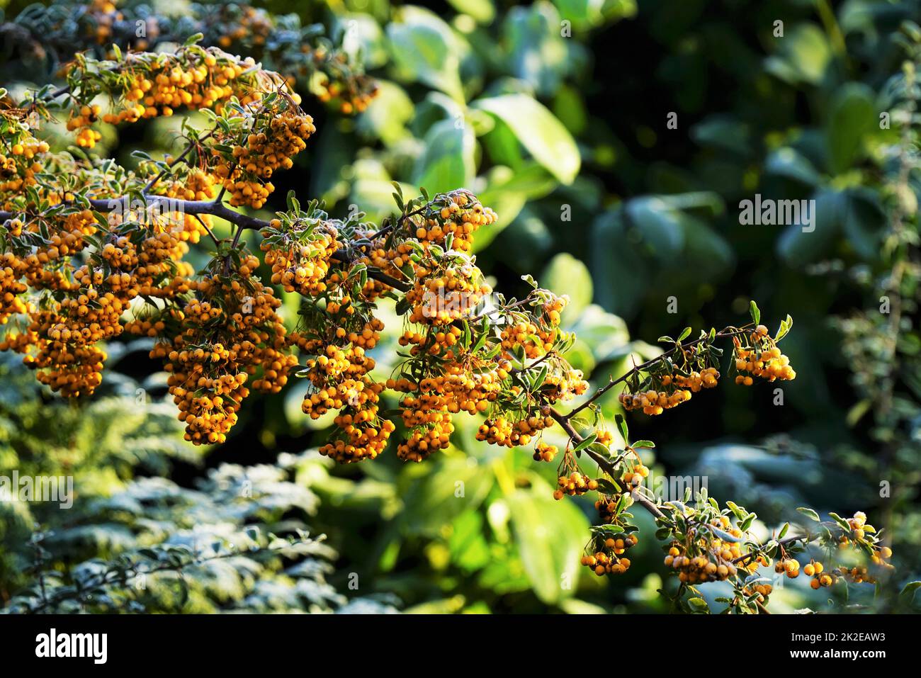 Sallow thorn - Hippophae rhamnoides Stock Photo - Alamy