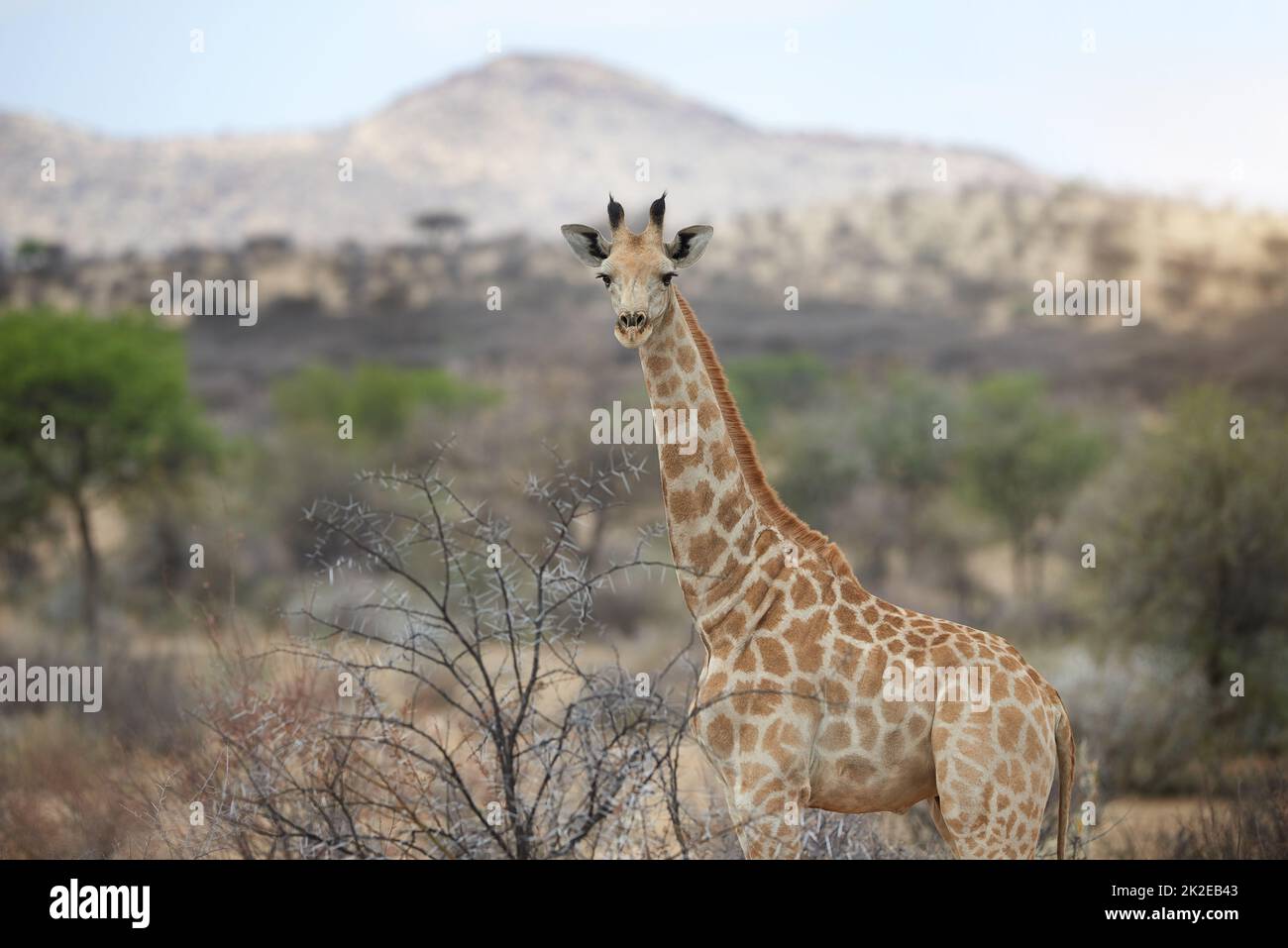 Giraffe habitat hi-res stock photography and images - Alamy