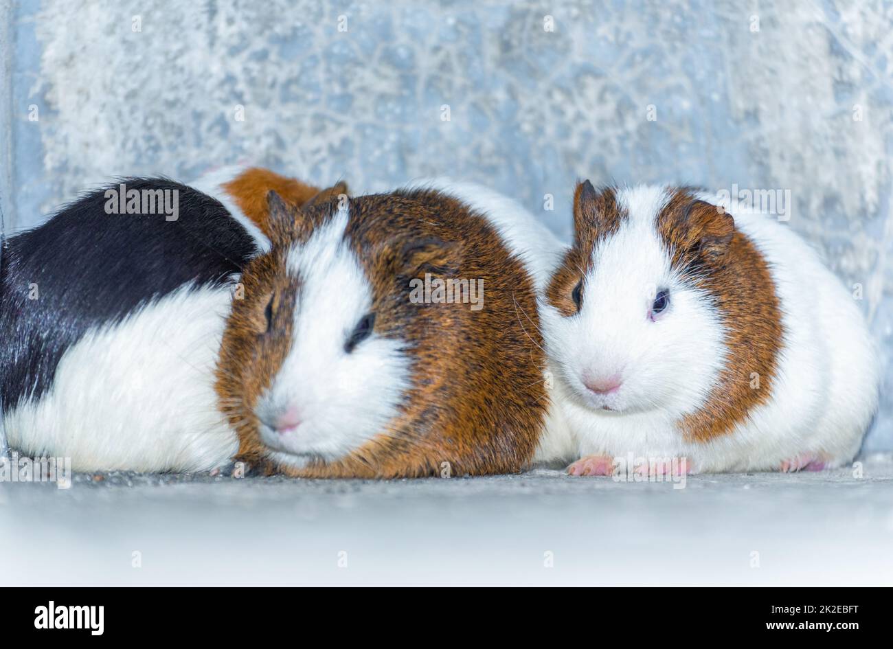 Mouse animal yawn hi-res stock photography and images - Alamy
