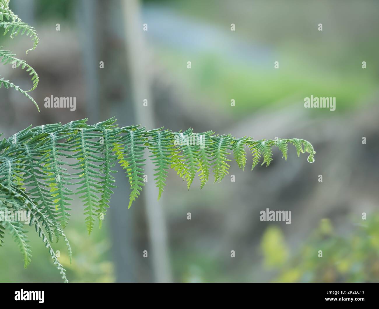 branch of fern from pteridium aquilinum plant outdoors in summer Stock ...