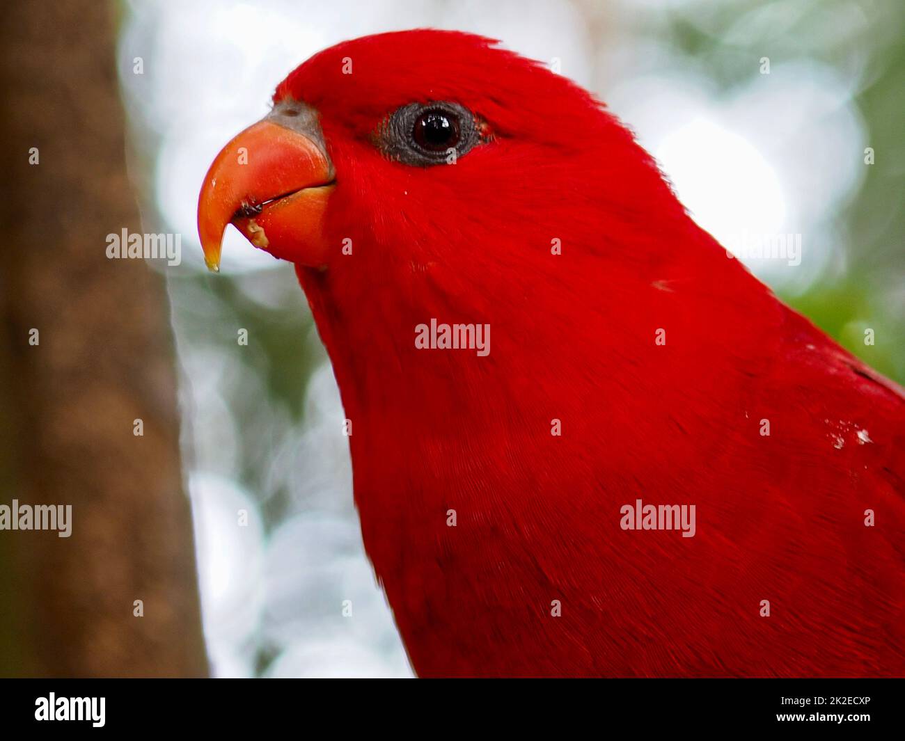 A closeup portrait of a radiant striking Red Lory with dazzling plumage ...