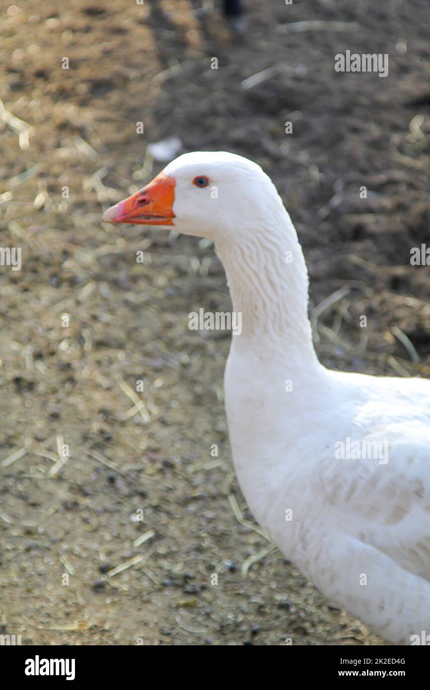 White geese on the farm. Geese are water birds Stock Photo - Alamy