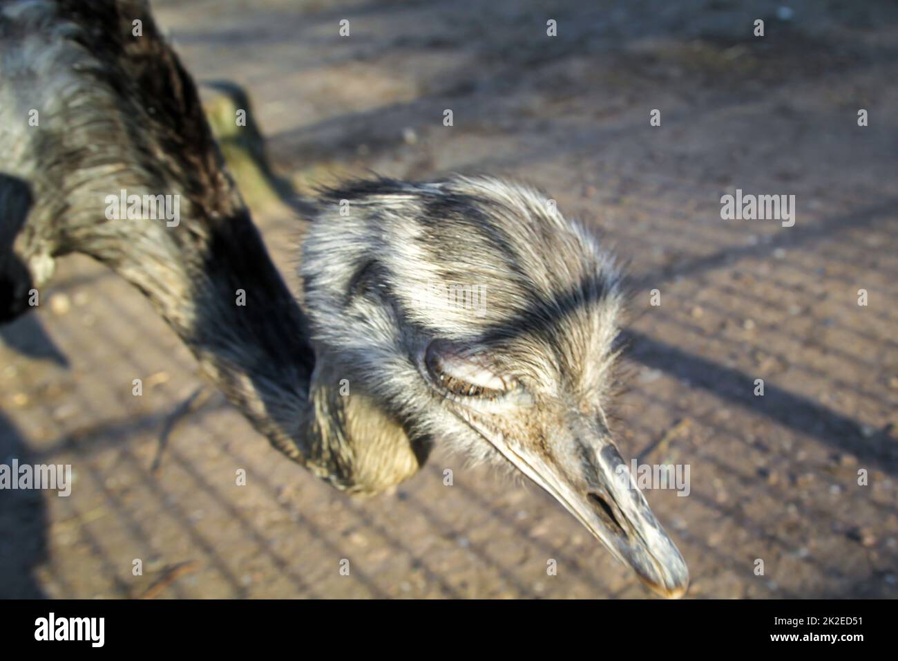 Portrait of a Nandu, a flightless bird Stock Photo - Alamy