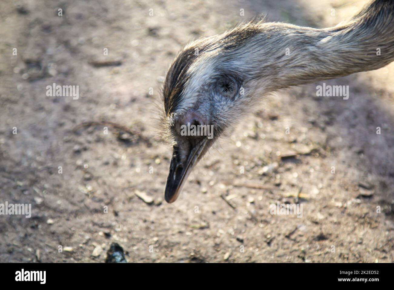 Portrait of a Nandu, a flightless bird Stock Photo - Alamy