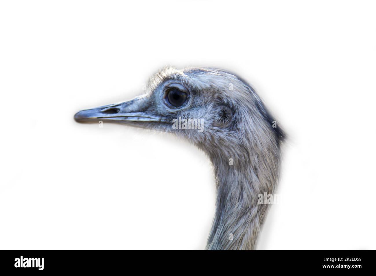 Bird park beak Cut Out Stock Images & Pictures - Alamy