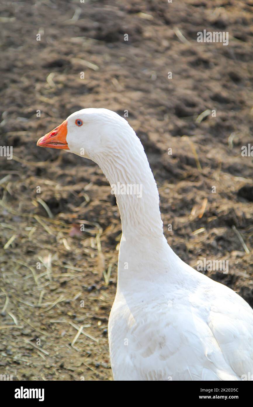 White geese on the farm. Geese are water birds Stock Photo - Alamy
