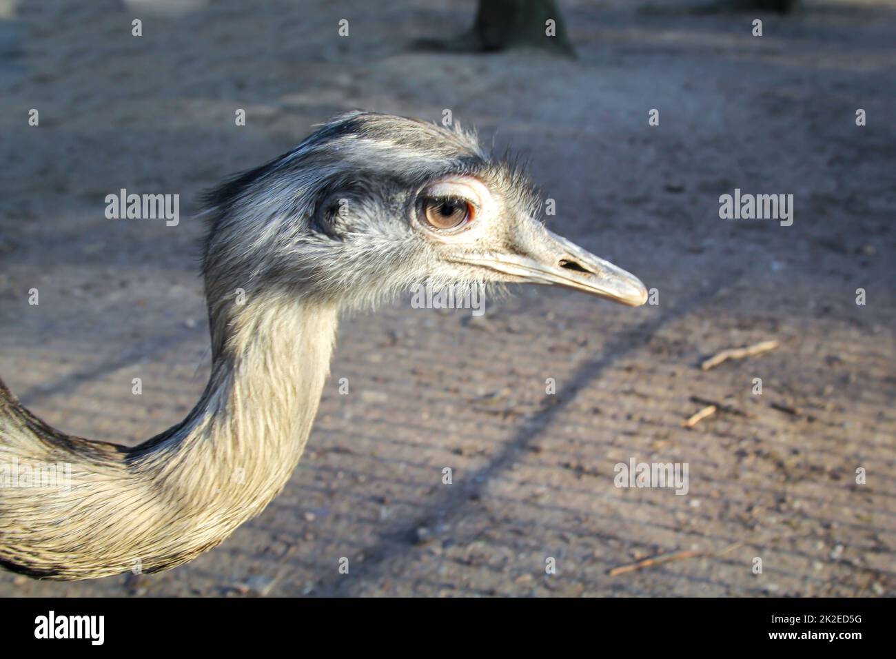 Lithuania bolivia hi-res stock photography and images - Alamy