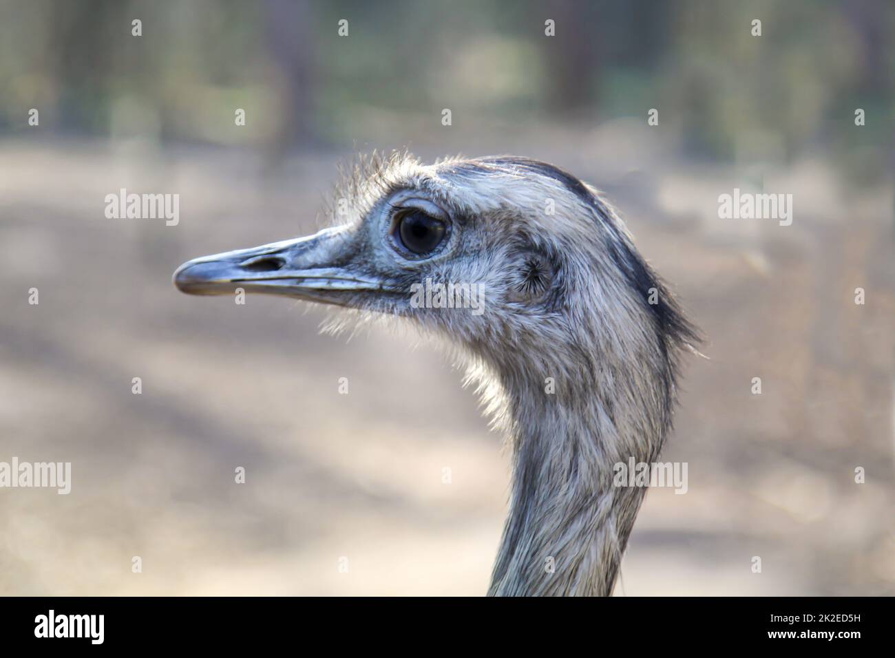 Portrait of a Nandu, a flightless bird Stock Photo - Alamy
