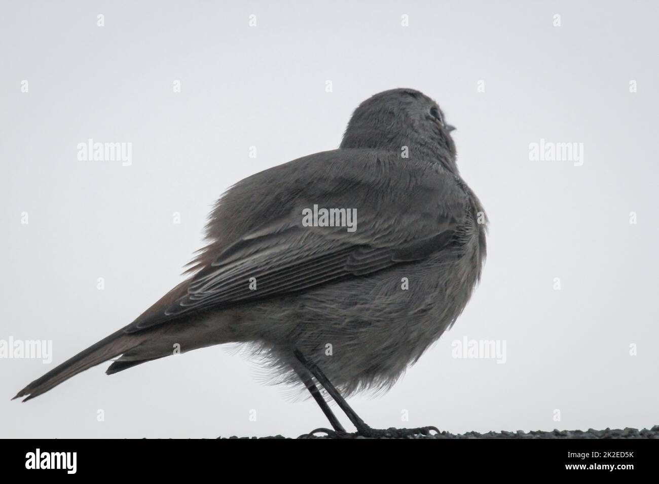 True redstart hi-res stock photography and images - Alamy