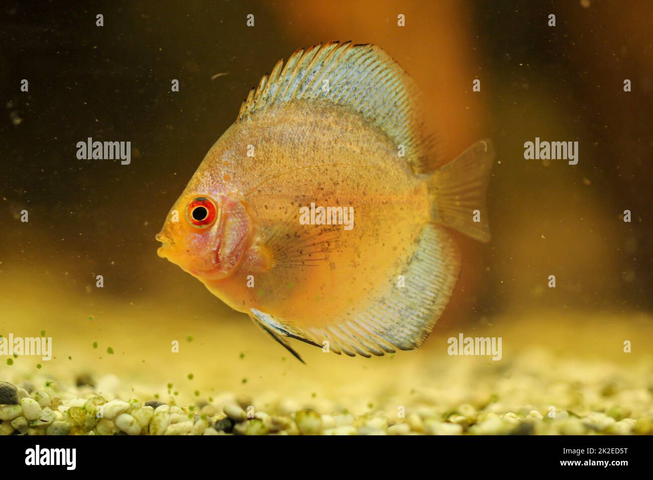 Portrait of a discus in the aquarium, discus fish belongs to the ...