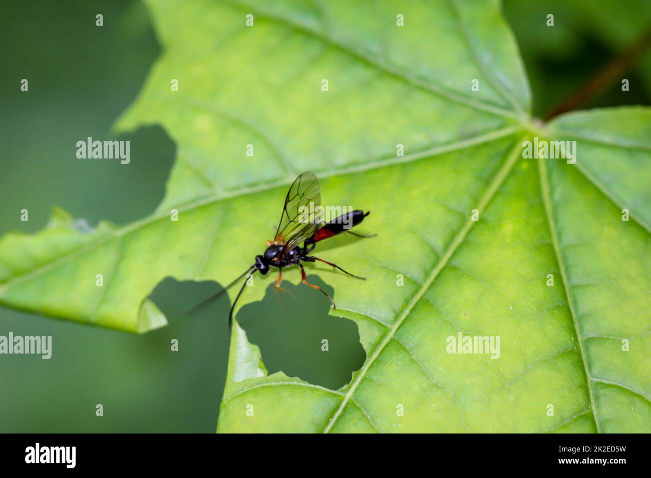 A fly-like insect on the leaf of a tree Stock Photo - Alamy