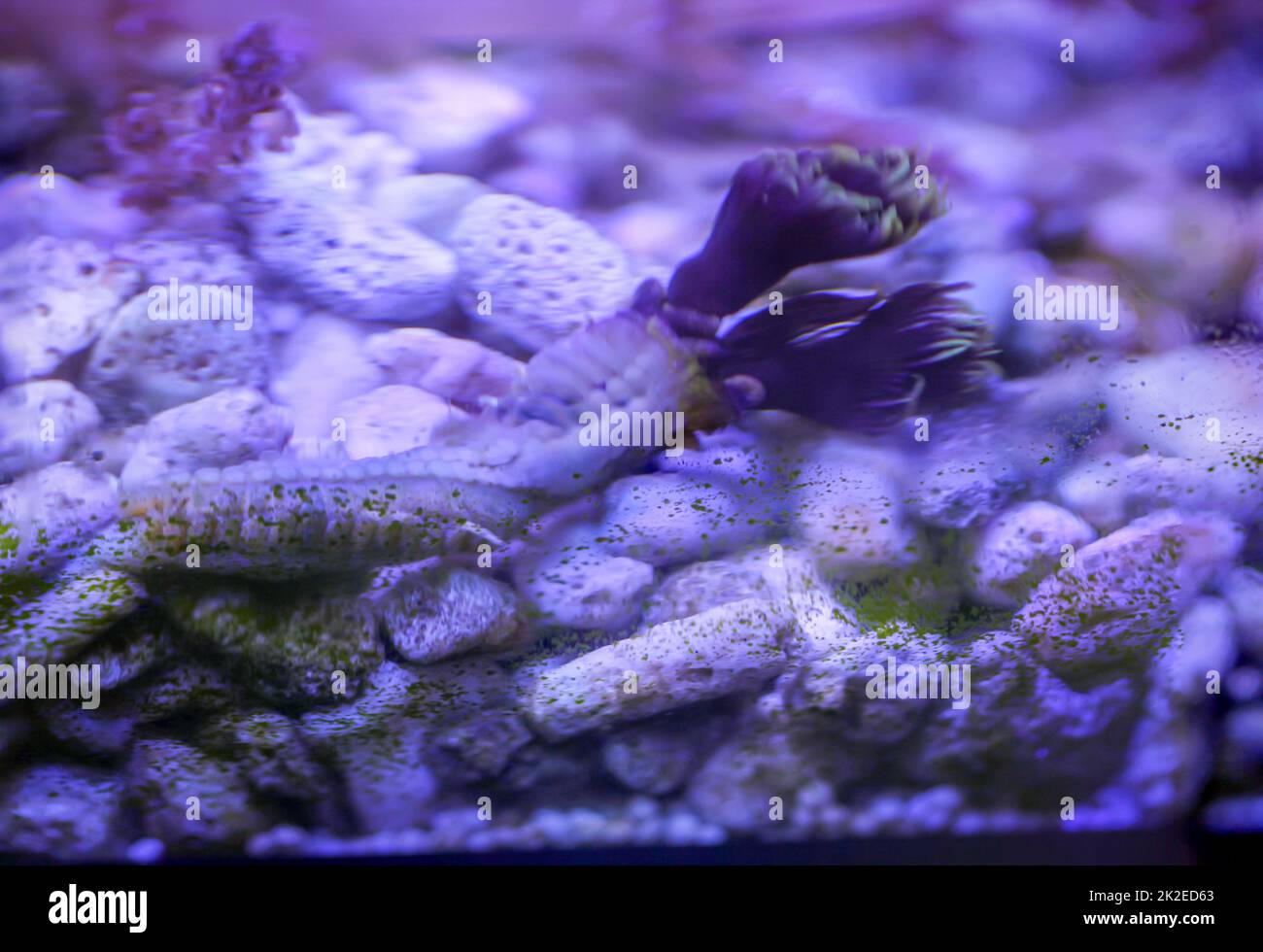 Tubeworm fish hi-res stock photography and images - Alamy