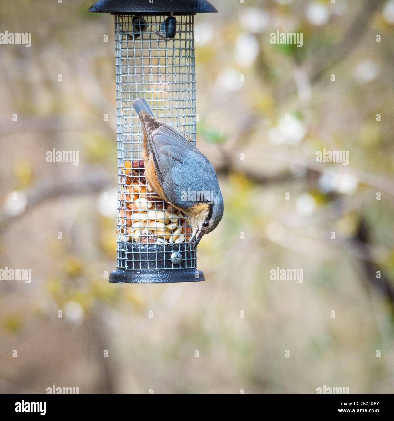 Seasonal feeder hi-res stock photography and images - Alamy
