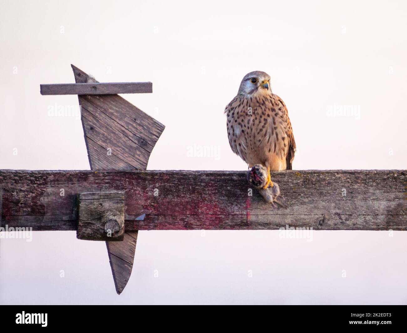 Common kestrel on a pole eating his prey a little mouse Stock Photo - Alamy