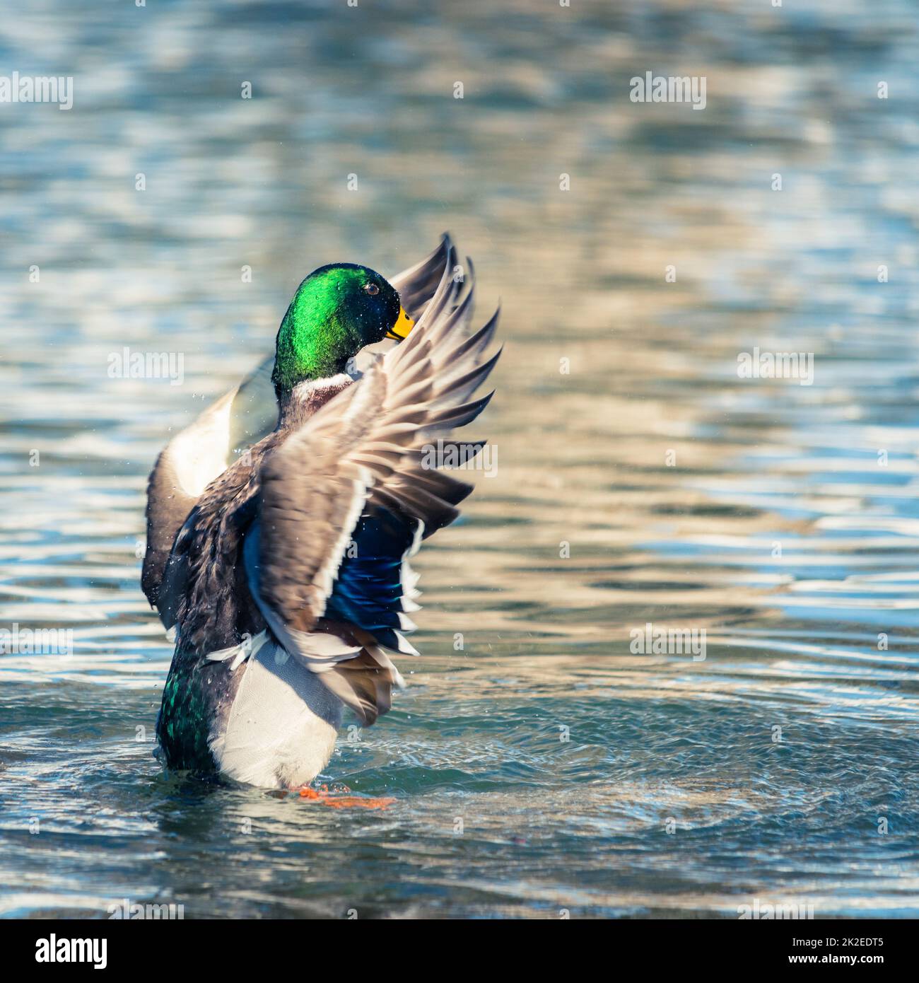 Mallard Duck Stretching Its Wings While Resting on the Water Stock ...