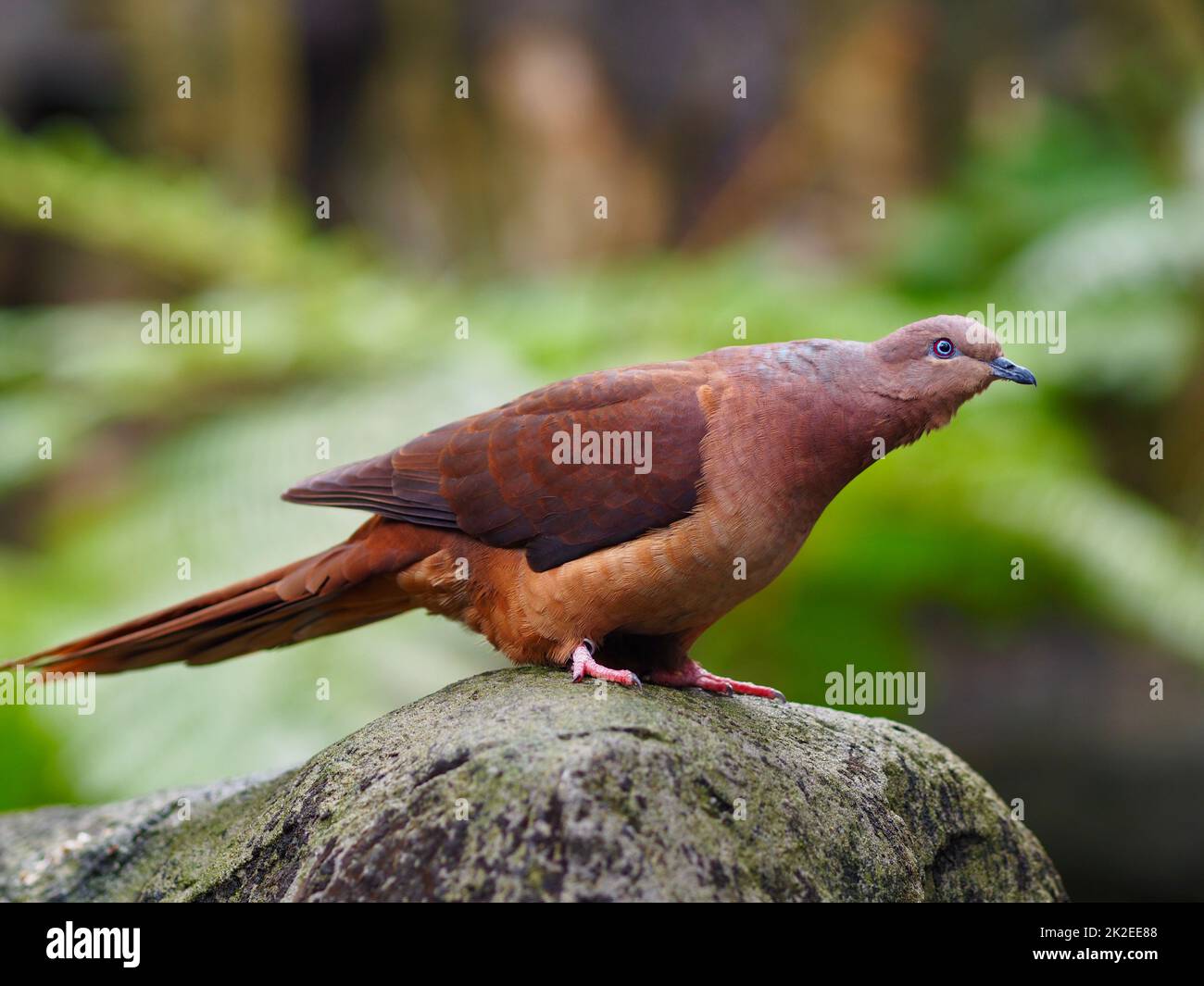 Spectacular inquisitive Brown Cuckoo-Dove in radiant glory Stock Photo ...