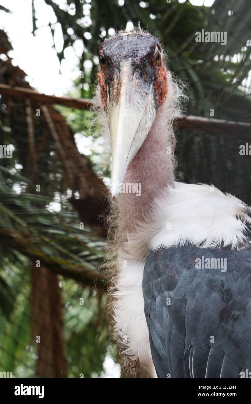 Leptoptilos crumeniferus marabu marabou hi-res stock photography and ...