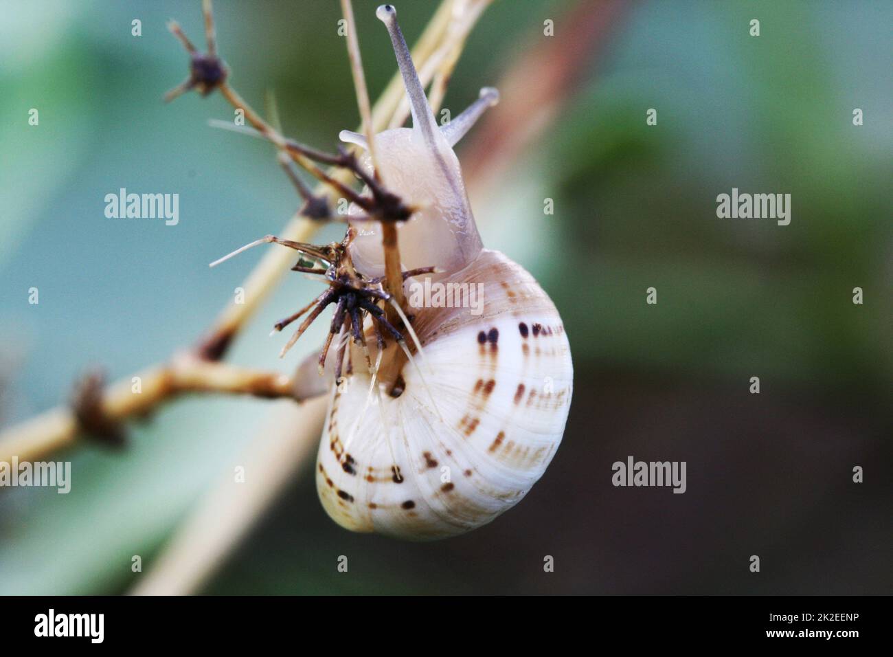 Protostome hi-res stock photography and images - Alamy
