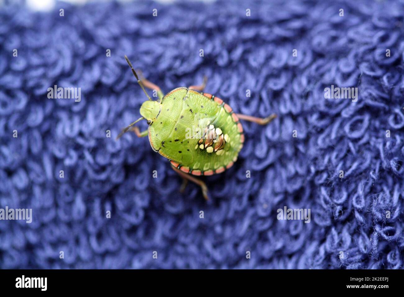 green shield bug Stock Photo - Alamy