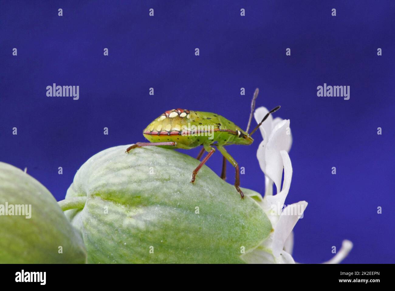 green shield bug Stock Photo - Alamy