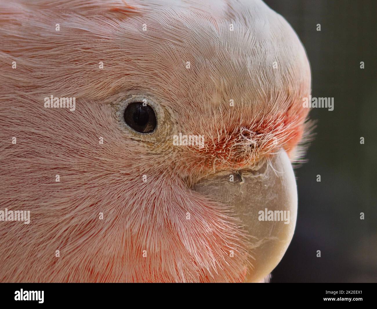 A closeup portrait of a gorgeous lovely male Major Mitchell's Cockatoo ...