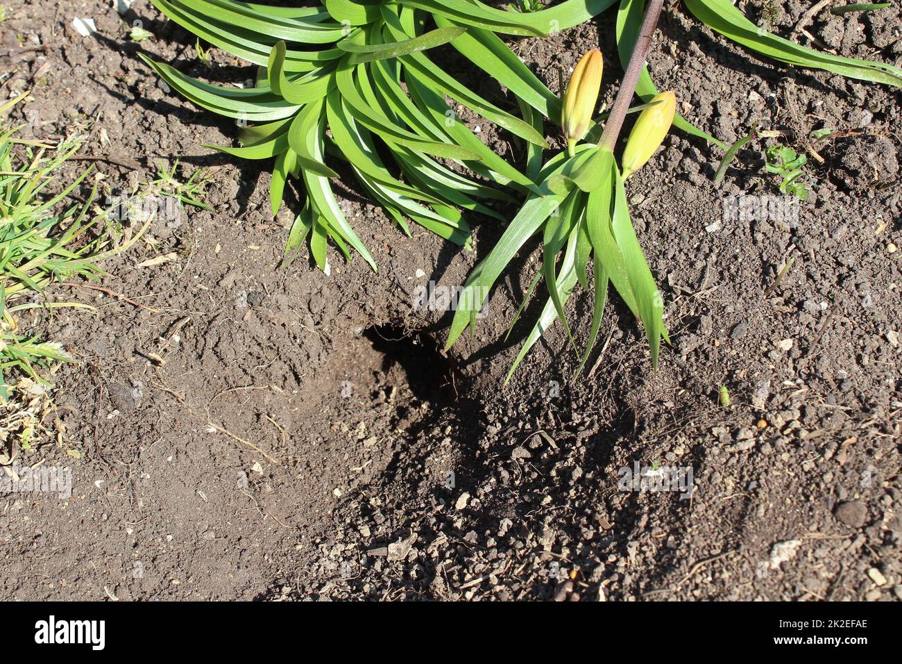 crown imperial on a root vole hole Stock Photo - Alamy