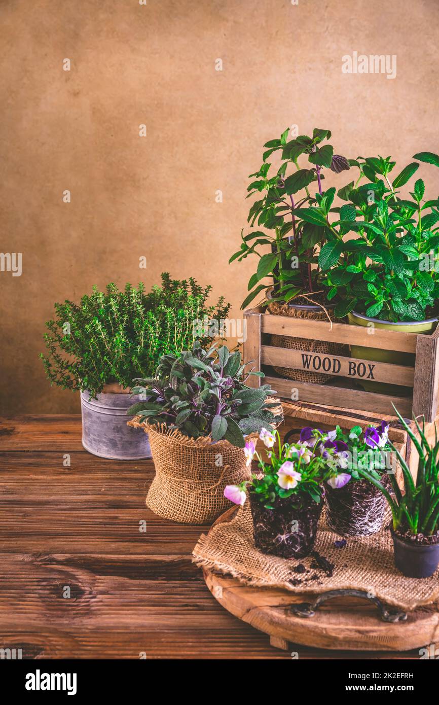 Planting and gardening concept - herbs, seedling and plants ready for ...