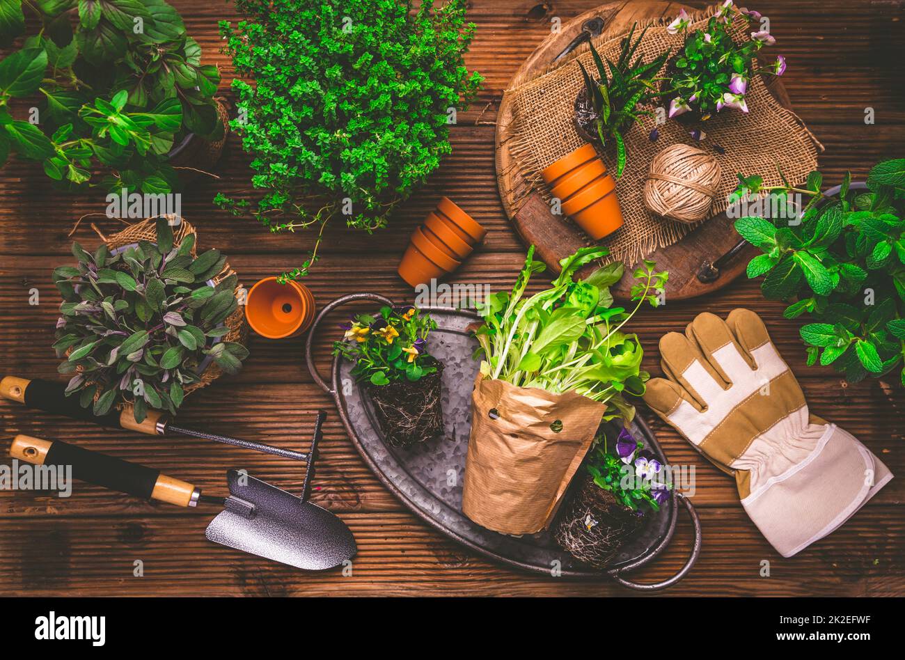 Planting and gardening concept - herbs, seedling and plants ready for ...