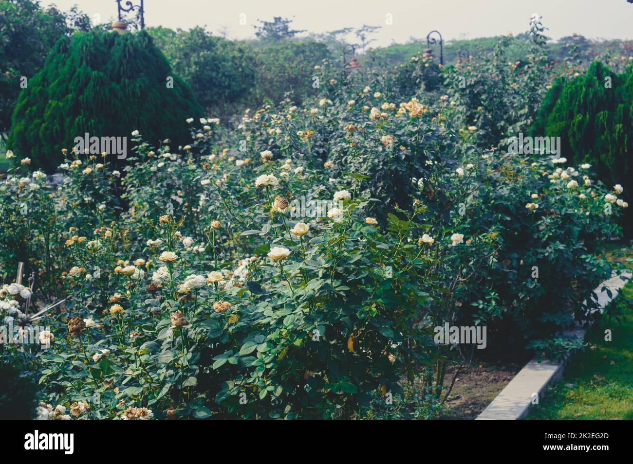 Rose flower plants in a public garden Stock Photo - Alamy