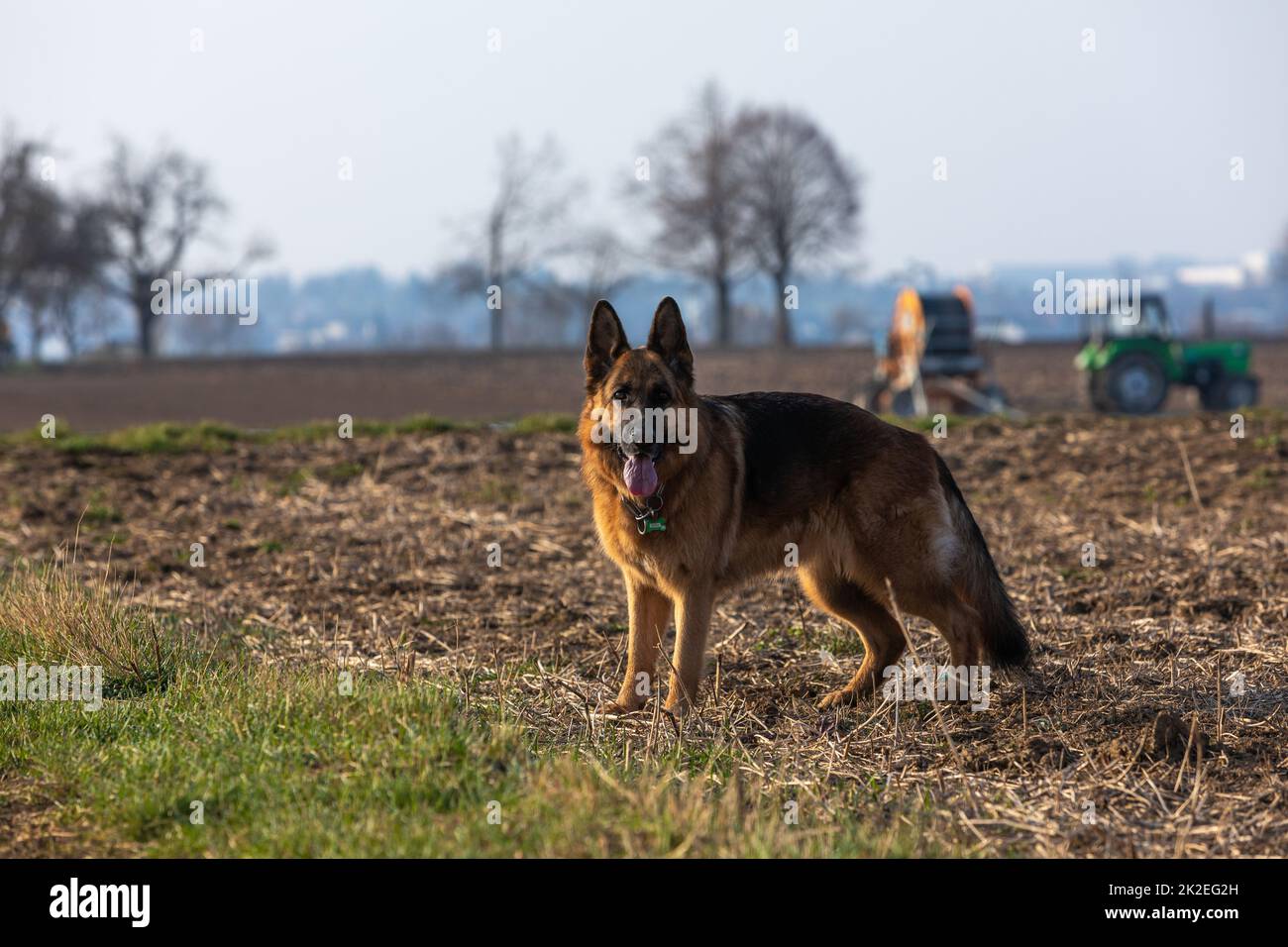 Beautiful dog stands on hi-res stock photography and images - Alamy