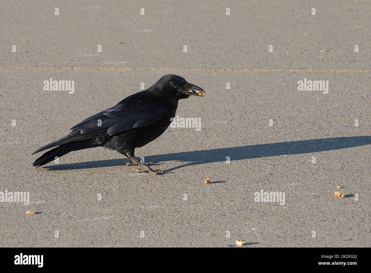 carrion crow picking food from the ground Stock Photo - Alamy