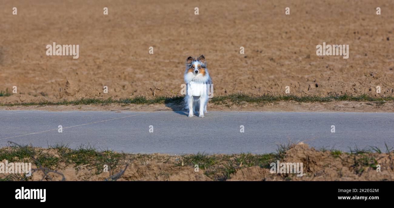 small sheltie pet dog alone on a road Stock Photo - Alamy