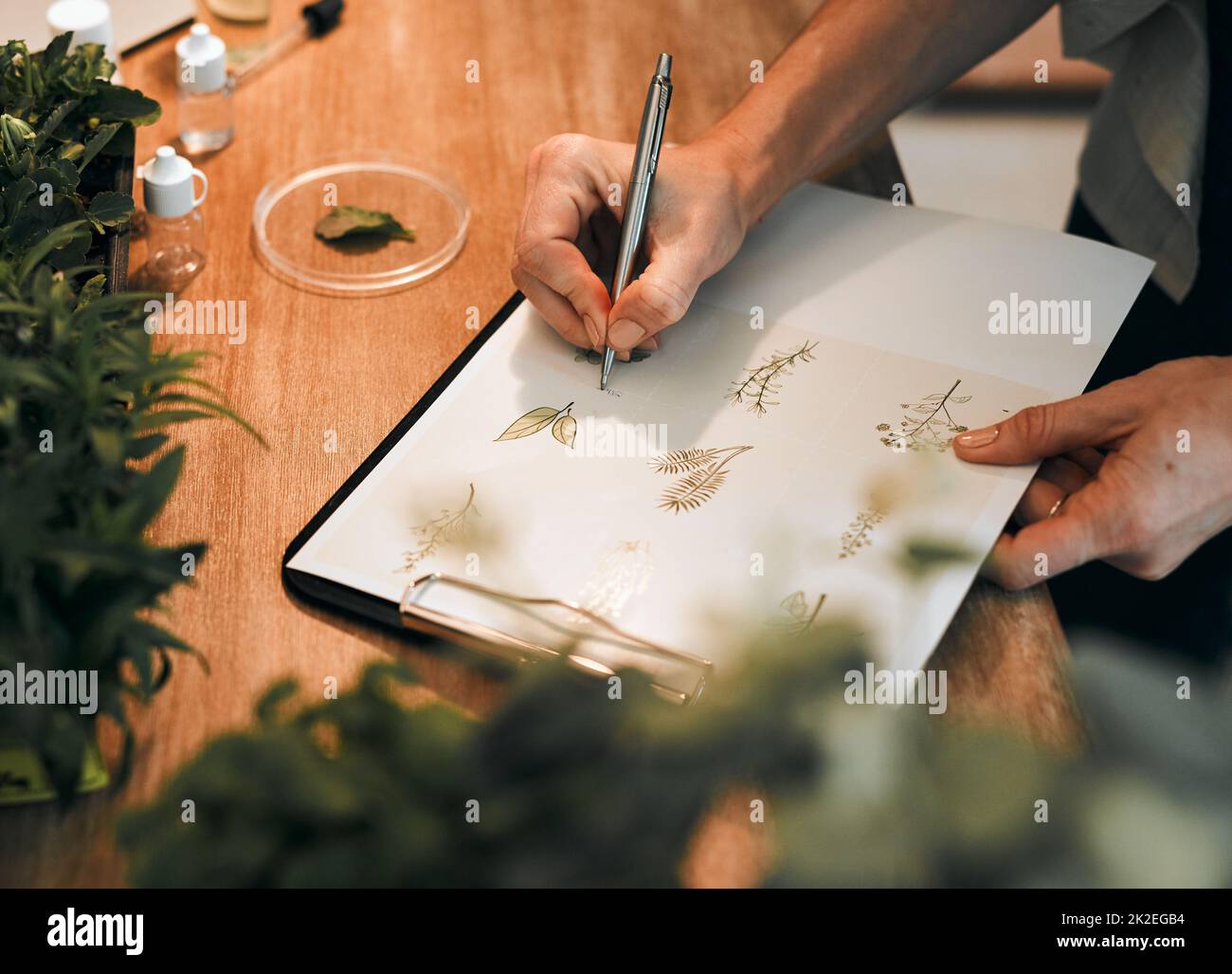 Botanical illustrations hi-res stock photography and images - Alamy