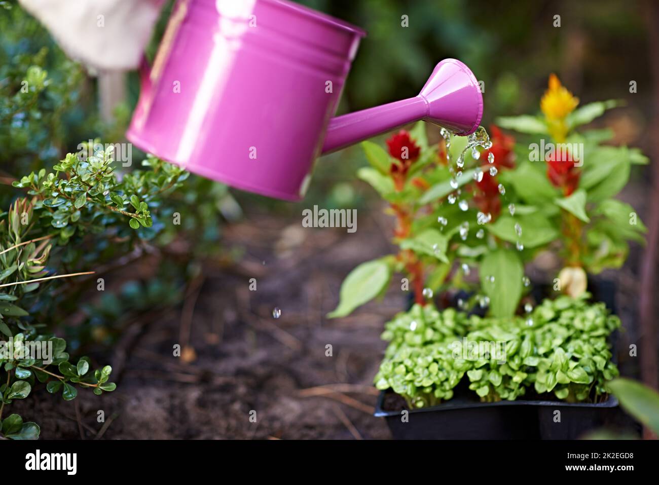 Women holding flowers running hi-res stock photography and images - Alamy