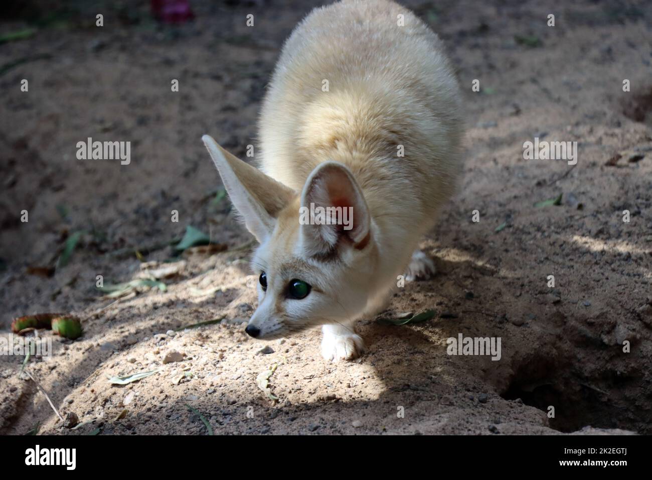 Fuchs im park hi-res stock photography and images - Alamy