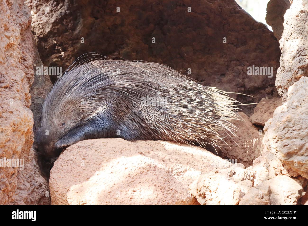 Stachelschwein (Hystrix spec.) im Oasis Park Stock Photo - Alamy