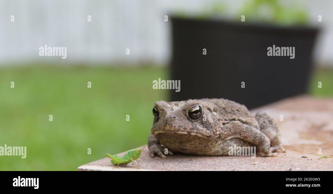 Texas Toad Anaxyrus speciosus in Organic Garden Stock Photo - Alamy