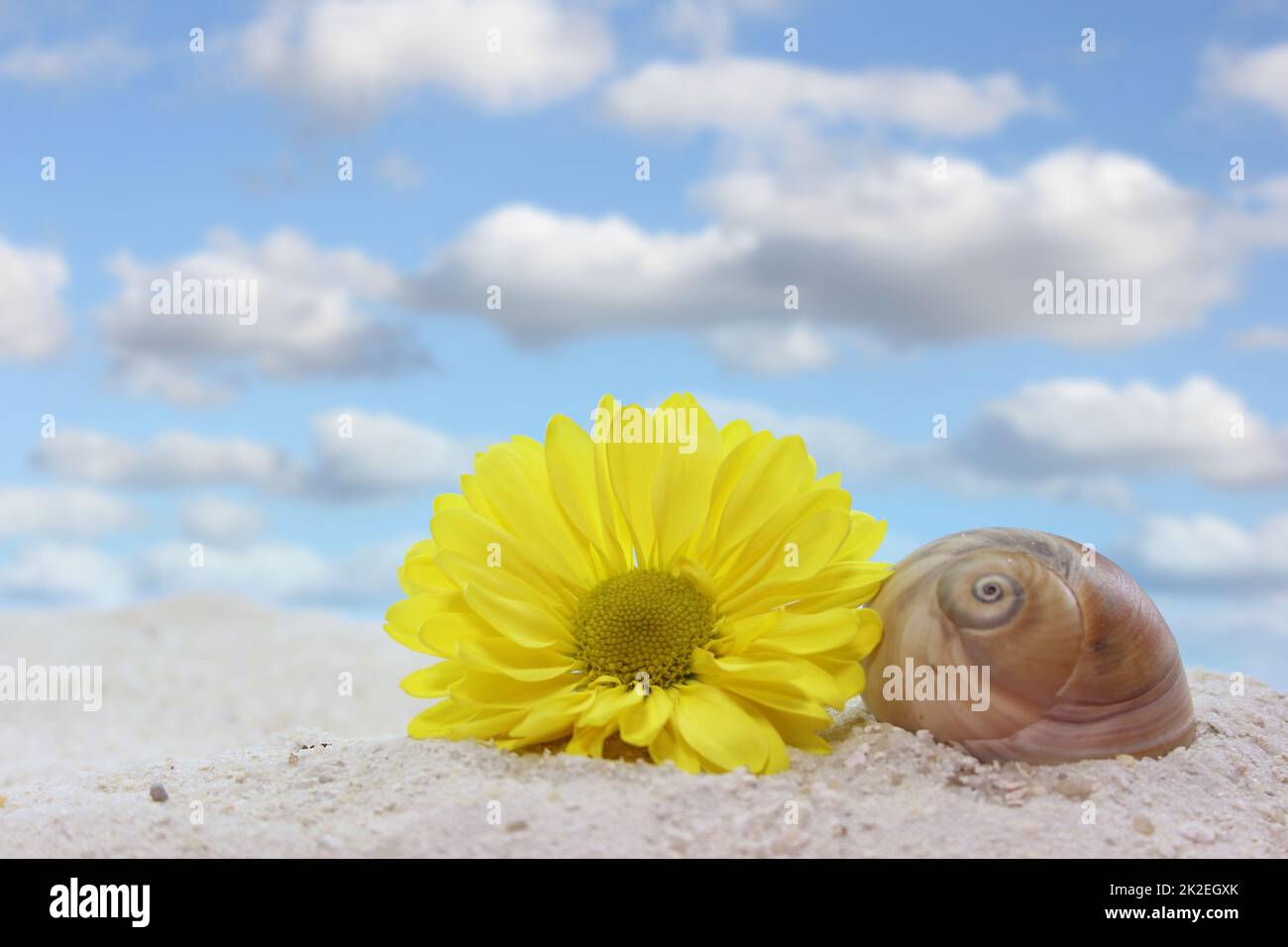 Shell flower hi-res stock photography and images - Alamy