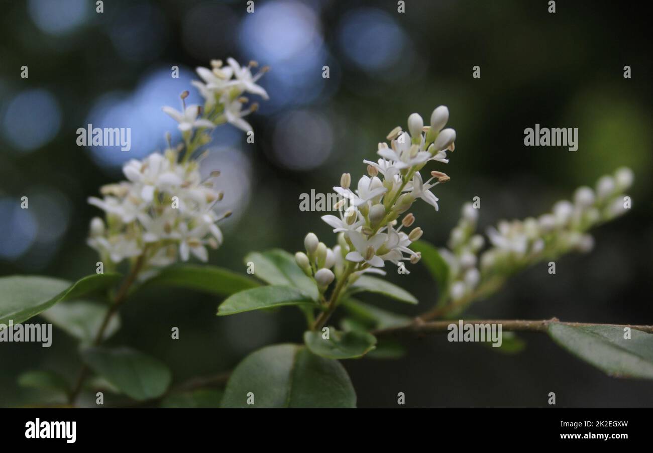 Texas Flowering Privet Ligustrum Shrub Shallow DOF Stock Photo - Alamy
