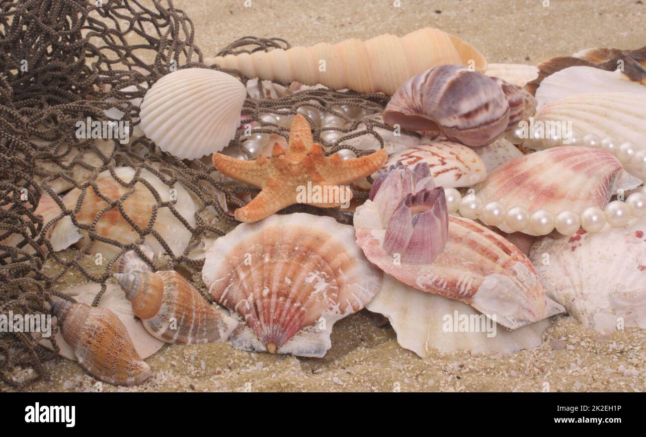 Sea Shells on Sand With Fishing Net, Shallow DOF Stock Photo - Alamy