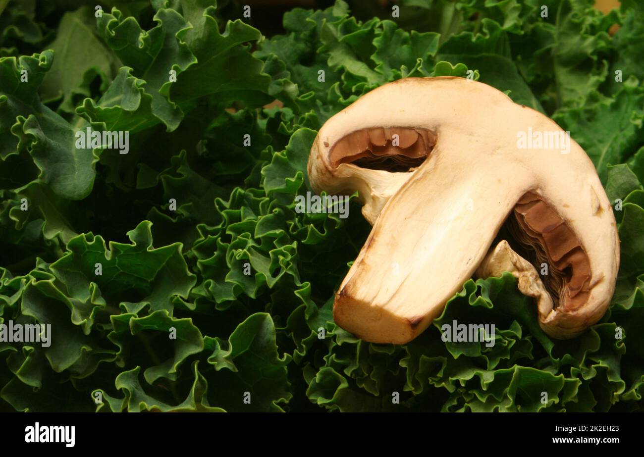 Vegetables Mushroom on Kale Close up of Green Salad Stock Photo - Alamy